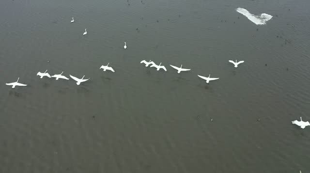 Лебеди над Сахалином, Сахалинская область