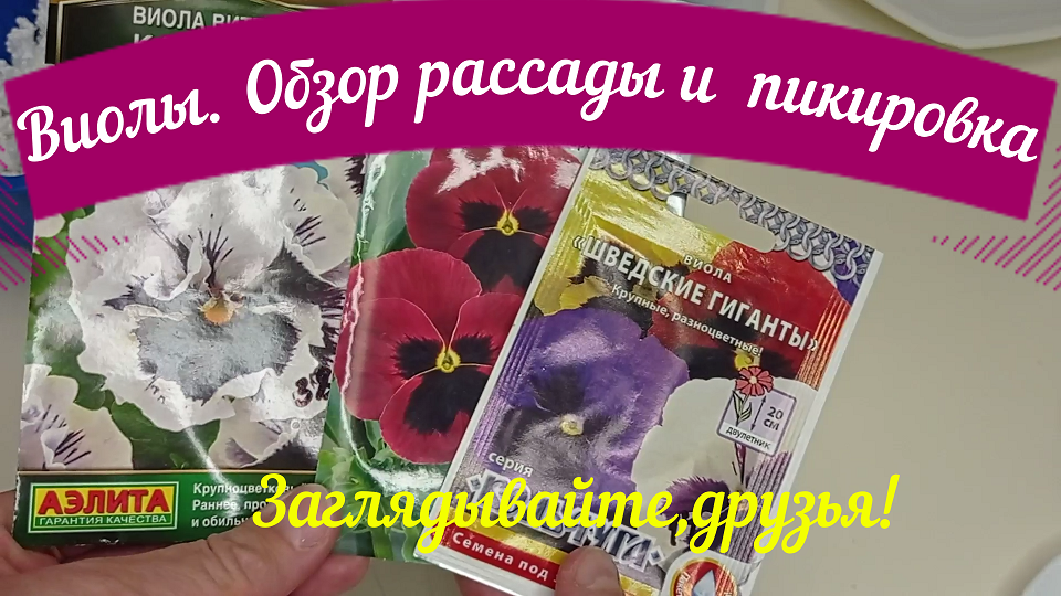 ВИОЛЫ.ОБЗОР РАССАДЫ И ПИКИРОВКА #виола#анютиныглазки#виолавитрокка#виолаизсемян#виолавыращивание#вио