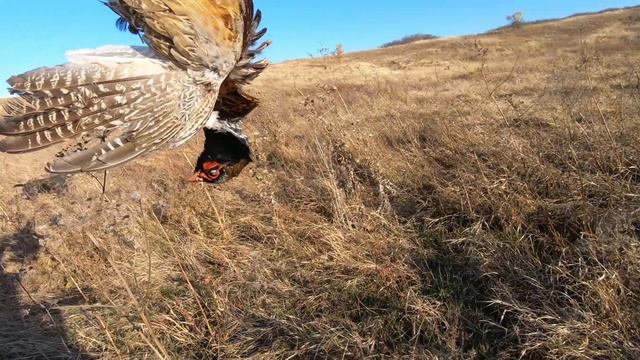 Охота на куропатку. Охота на фазана.