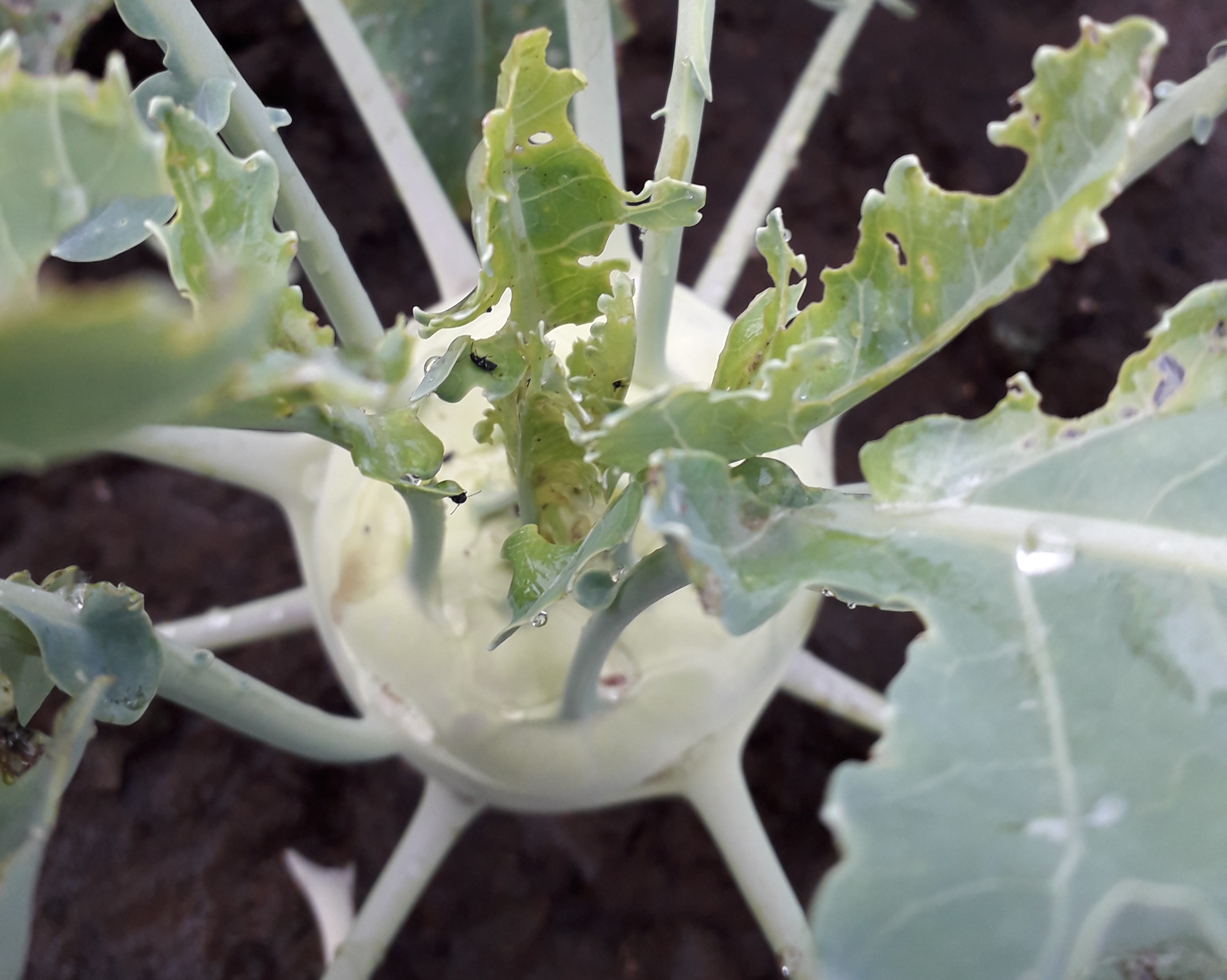 Самый лучший сорт капусты кольраби