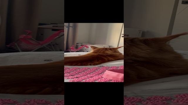 IMG_0131оарвкрпврпгопрпрплрлрдврпвшдашошратмшвкгртпмшдглквртпдмшвлкртадшврташвотшлмватмполавкитаорит