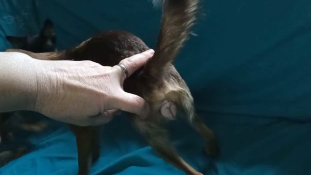 В какие дни нужно вязать течную суку? Что такое половая охота?