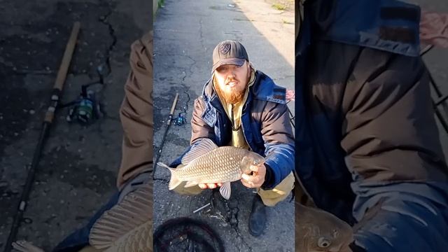 1,5 КГ Карась #fishingholidays