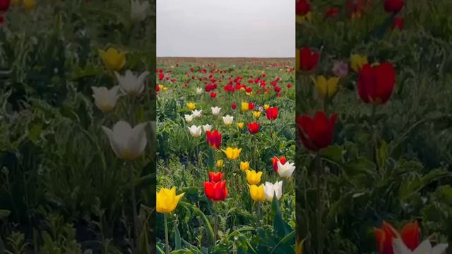 🌷 Республика Калмыкия.
Цветущая степь Калмыкии и остров Водный, где обитают дикие мустанги