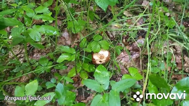 ❗Белые в дождь на Троицу 🍄 23.06.2024 г. Курская область❗