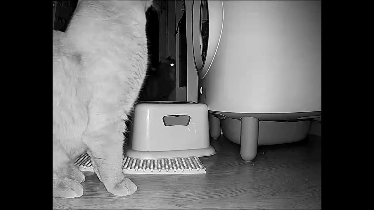 Ночная туса#cat #кот #catlover #котики #тренды #рекомендации