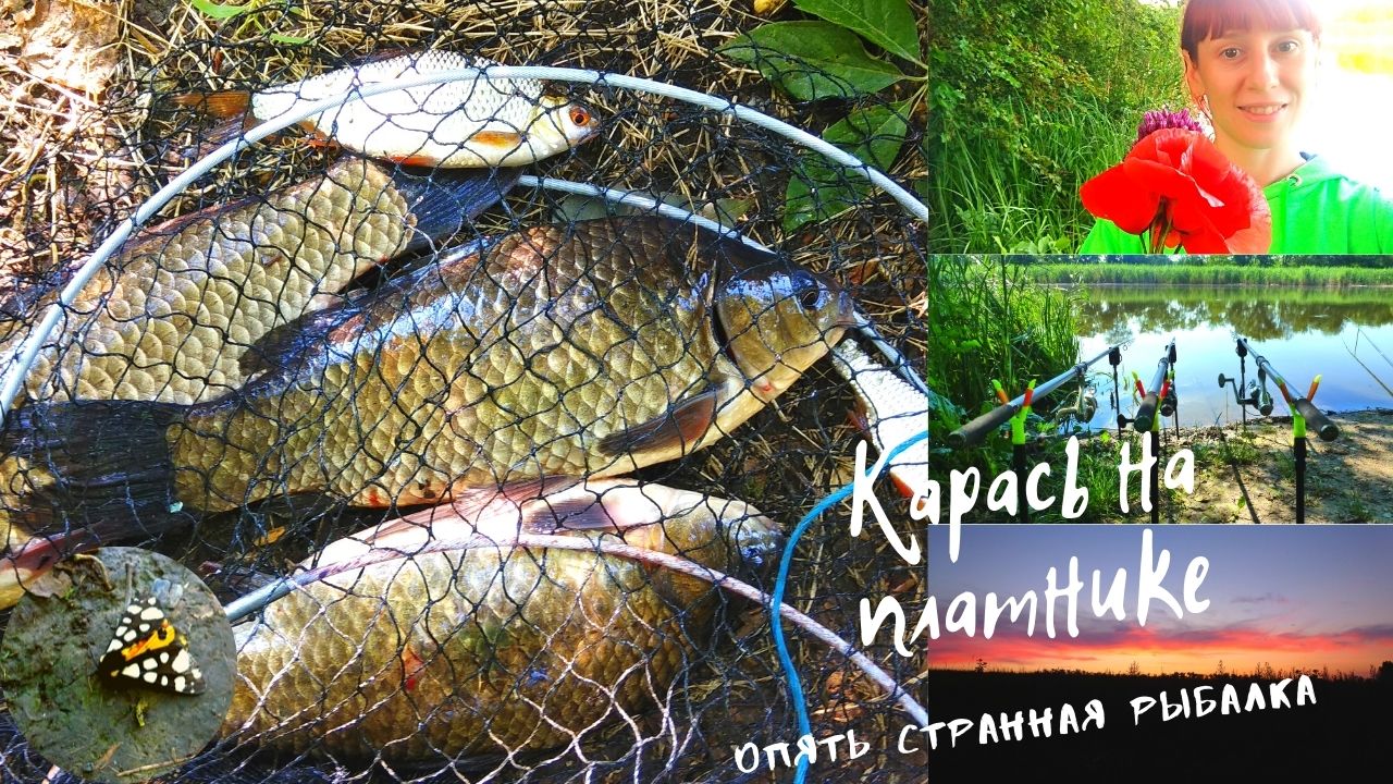 Рыбалка 2021/ Вся прелесть простых платных водоёмов! Крупный карась на кукурузу!