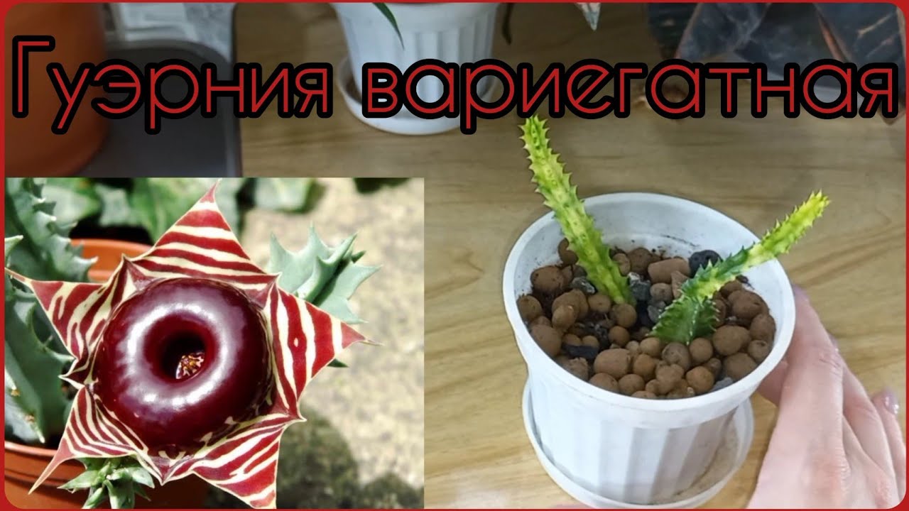 ГУЭРНИЯ вариегатная?Адаптация АЗИАТСКОГО растения?Не всё прошло гладко?Уход?Содержание?Грунт?П