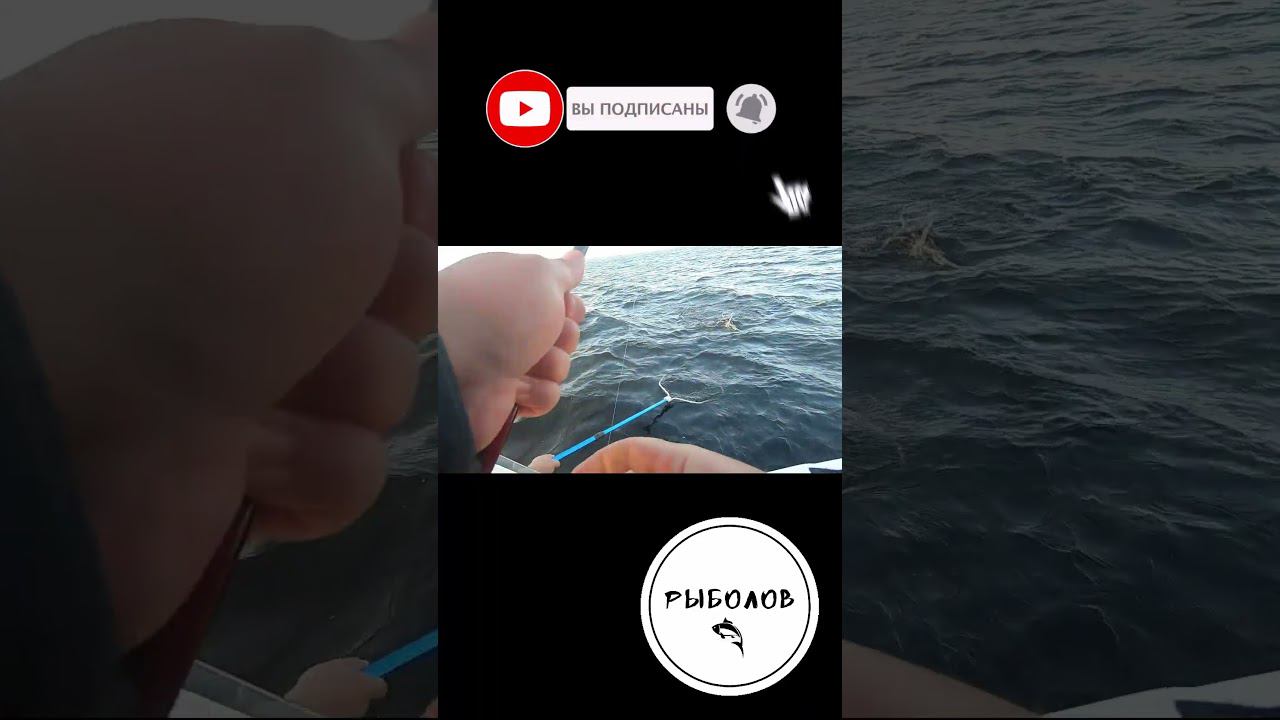 Рыбалка в Карелии Кумжа #shorts