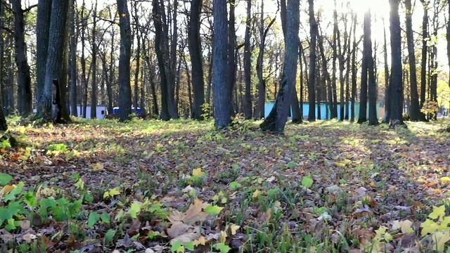 #осень #рузаевка #парк #мордовия #осеннийпарк #природа