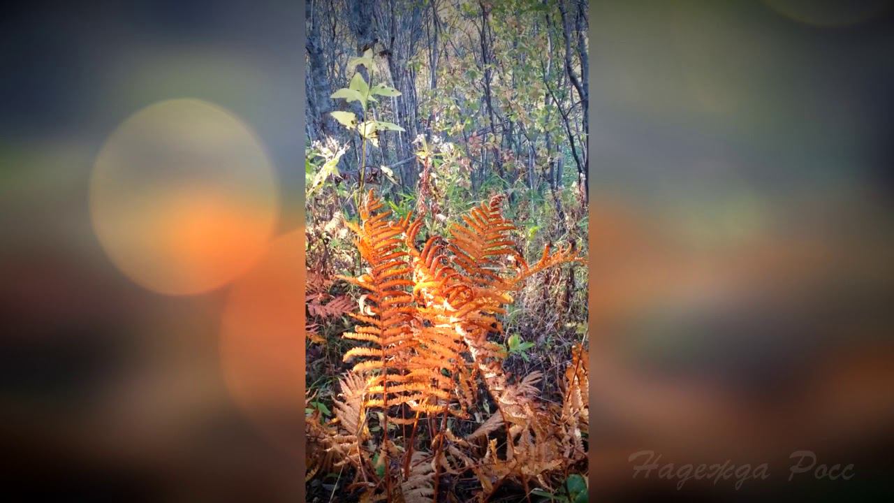 Осенние краски Сахалина