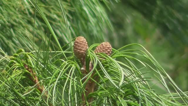 Страницы 2020 07 4 5. Серия 25-я