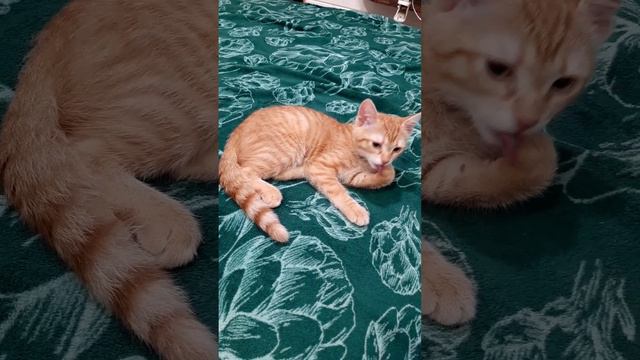 релакс) #shorts