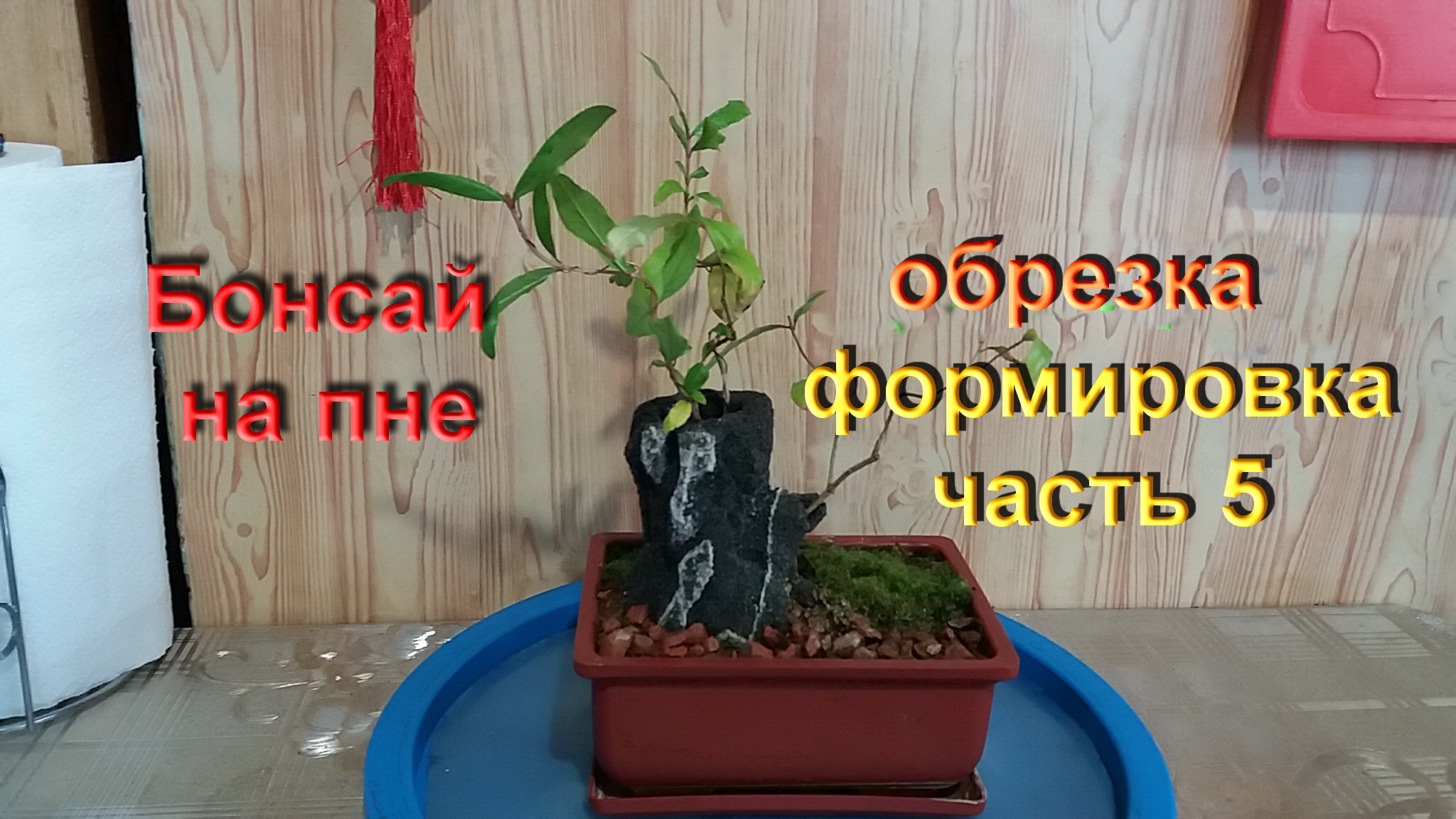 5.Бонсай на пне из граната обрезка часть 5