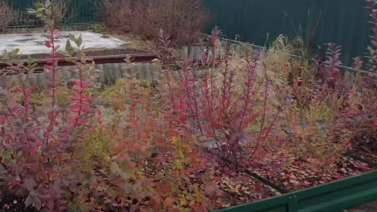 Кислое мульчирование для голубики осенью - обязательно! Подготовка голубики к зимовке.