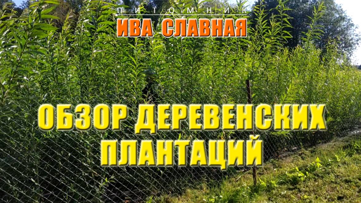 Ива Славная: Обзор деревенских плантаций (14.08.2024)
