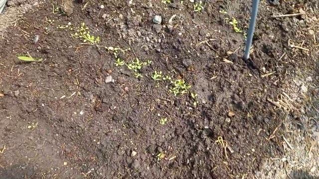 Высадила томаты в теплицу.