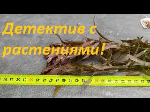 Меристемные аквариумные растения. Названия, интриги, расследования! (Архив от 22.11.2021)