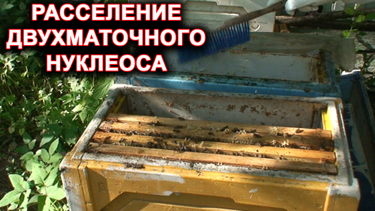 Расселение нуклеоса с двумя матками.