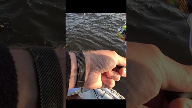 Вот это рыба!