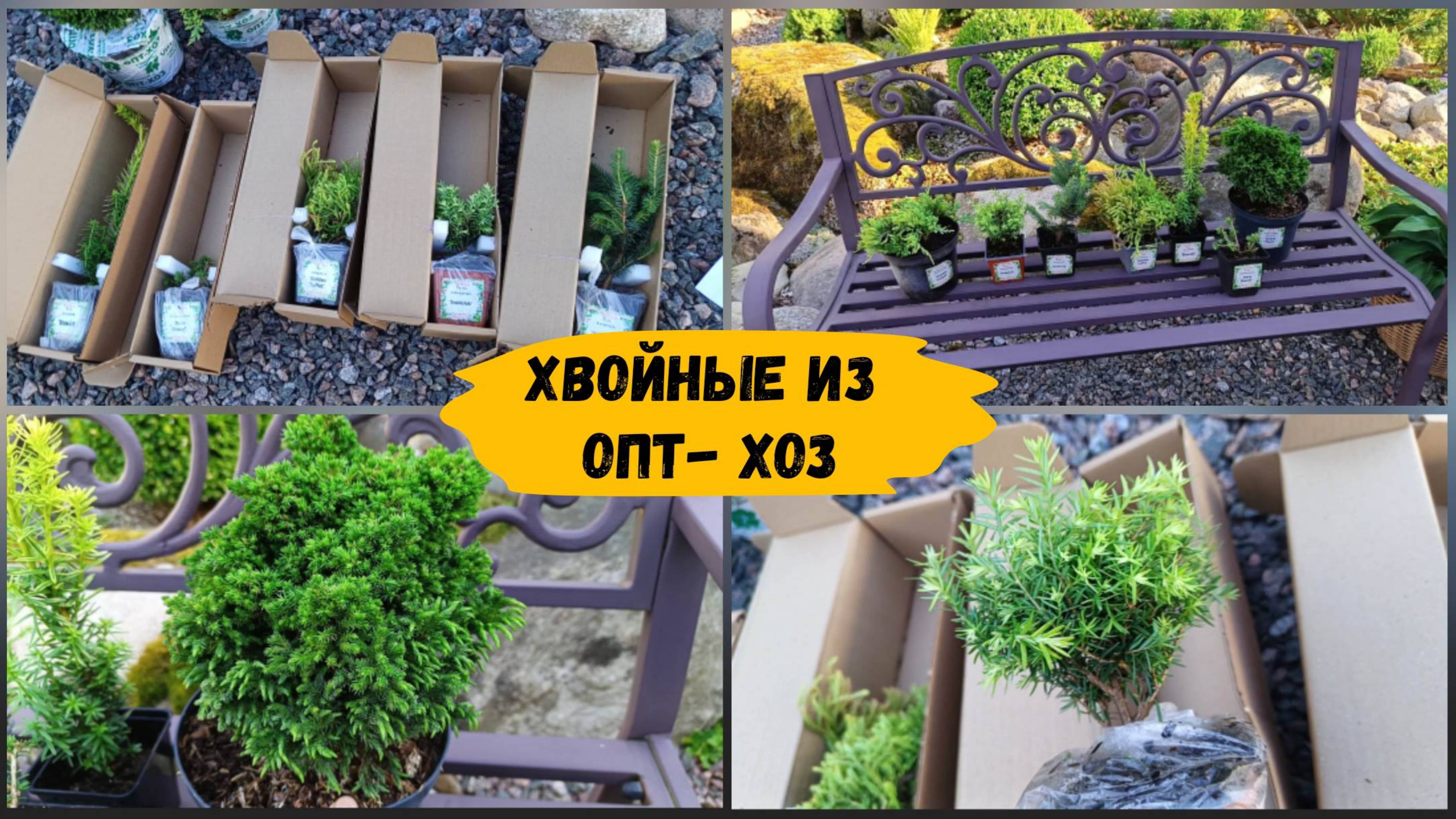 Хвойные из Опт-Хоз.
