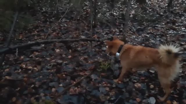 Карело-финская лайка Нора.Охота на хорька.