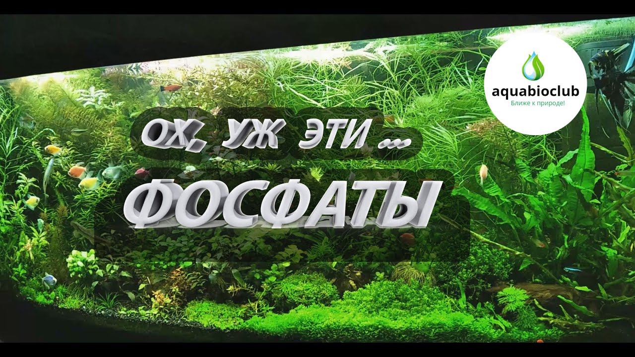 Фосфаты в аквариуме. Норма, польза и вред.