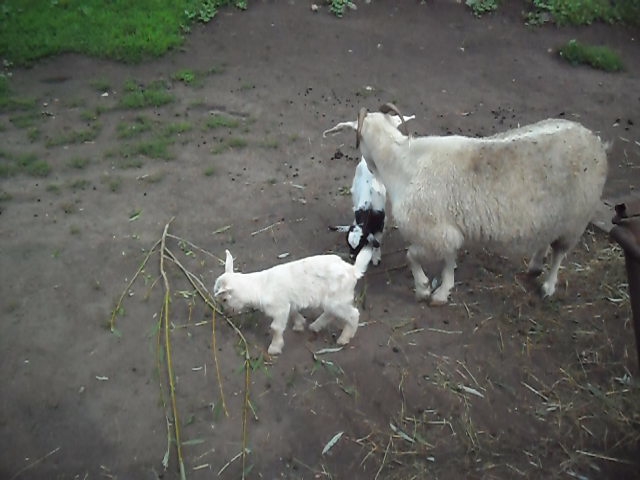 Зааненская коза и козлята