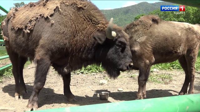 «Территория счастья» от 20.06.2024г