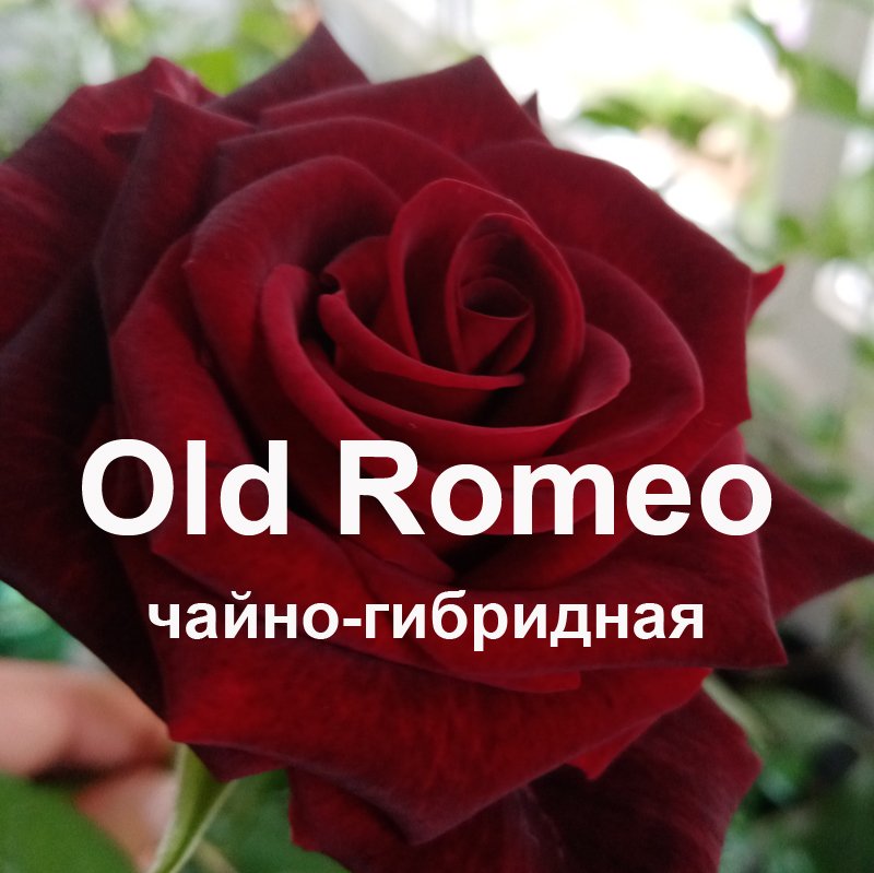 Чайно-гибридная роза Old Romeo