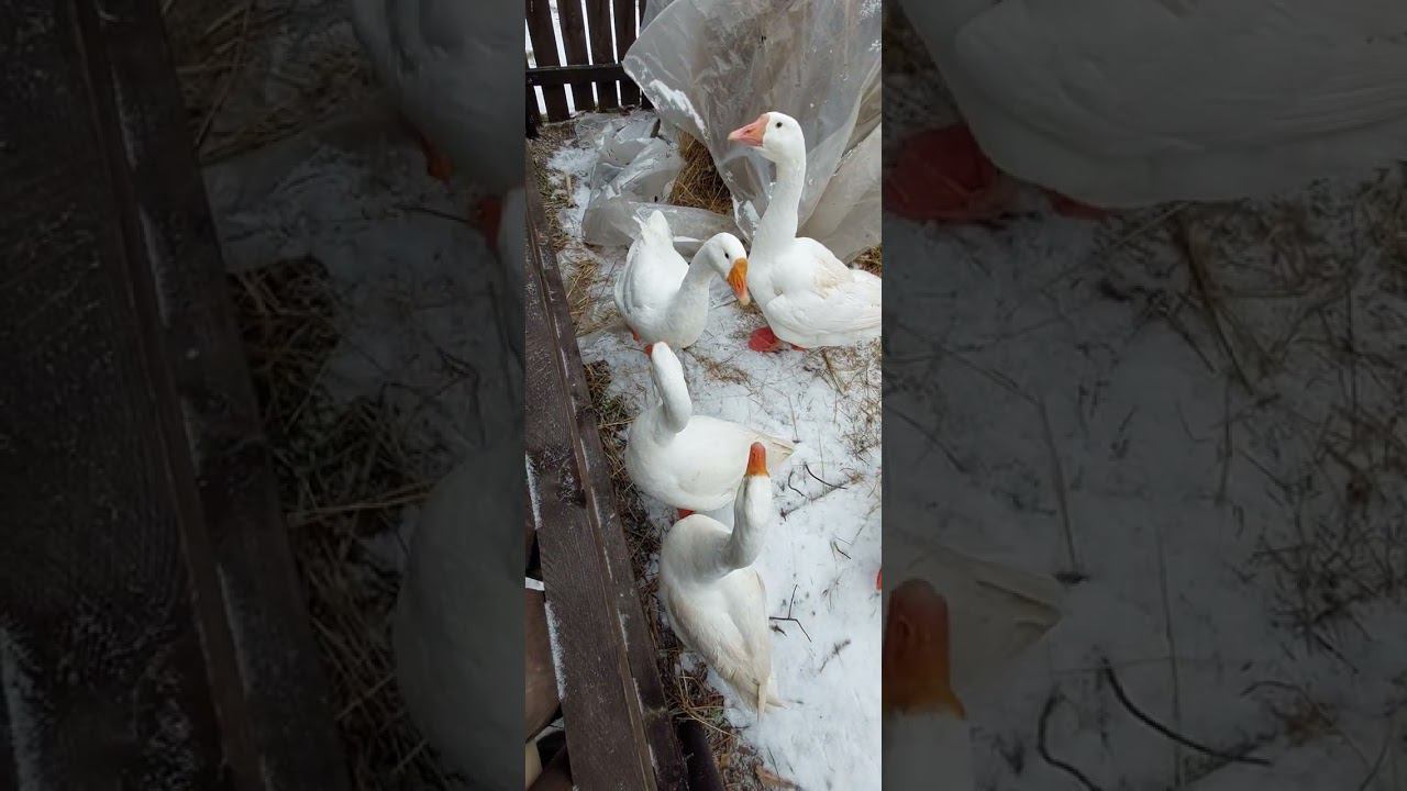 Гуси, гуси, га-га-га!