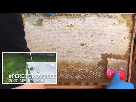 мёд натуральный сотовый 2020 #pereborovobee #пчеловодство #пасека #медосбор  Медосбор