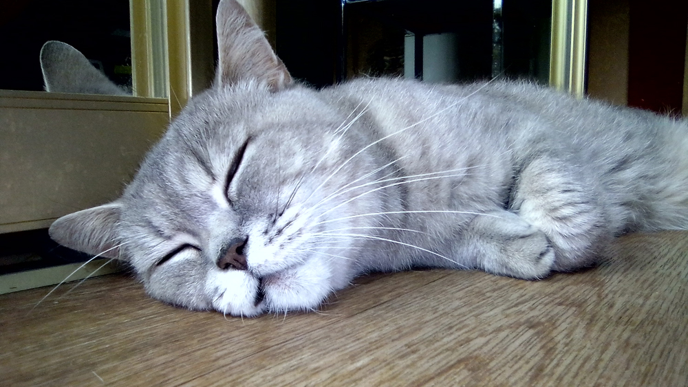 Распечатка с телефонов в Саратове.mp4