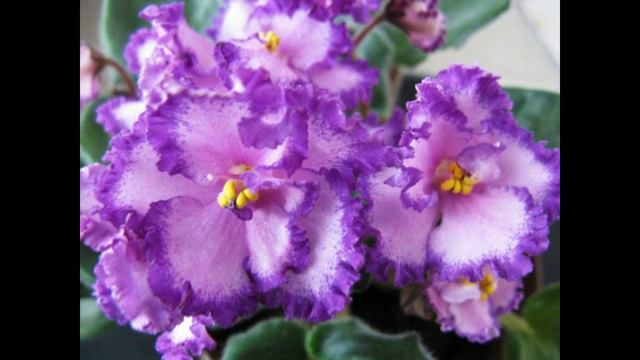 Фиалки, или сенполии, – самые  любимые  комнатные растения