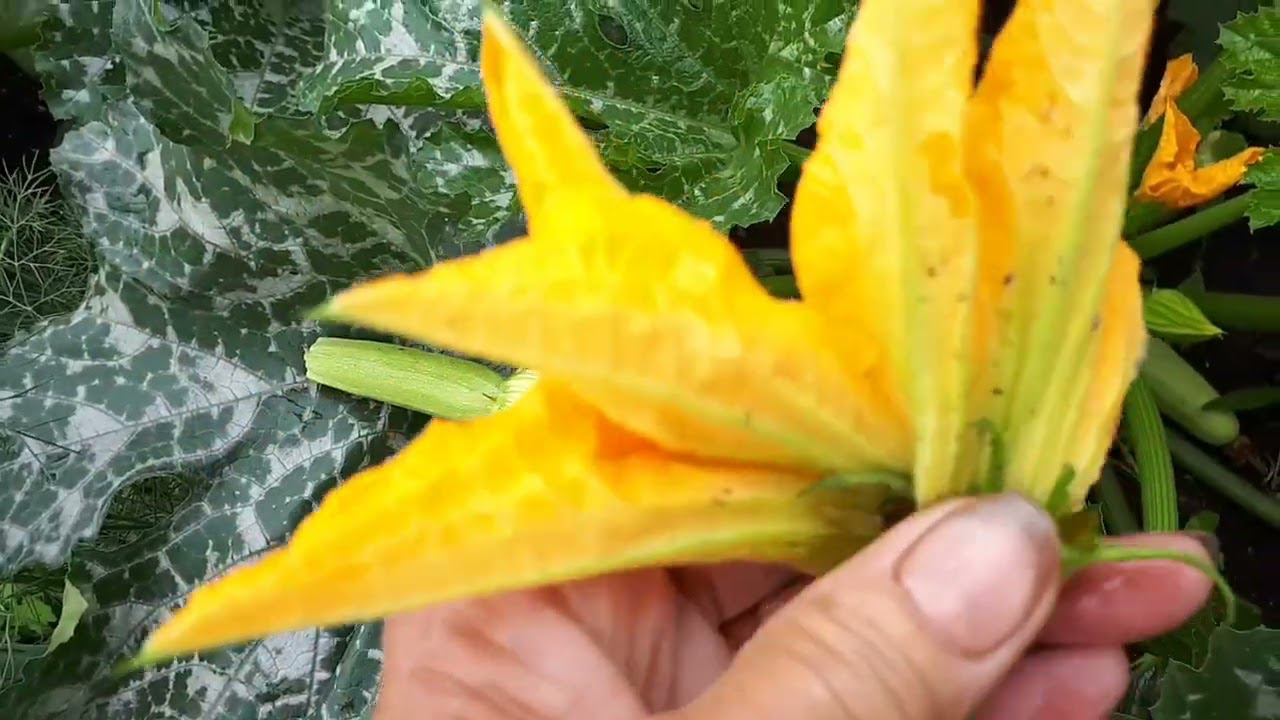 Сделайте это на Ваших кабачках ,если......