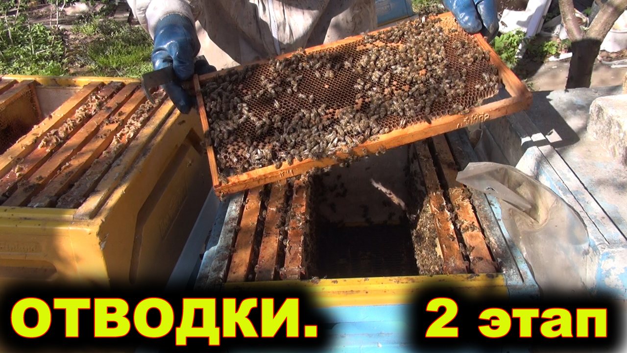 Отводки весной. 2 этап.