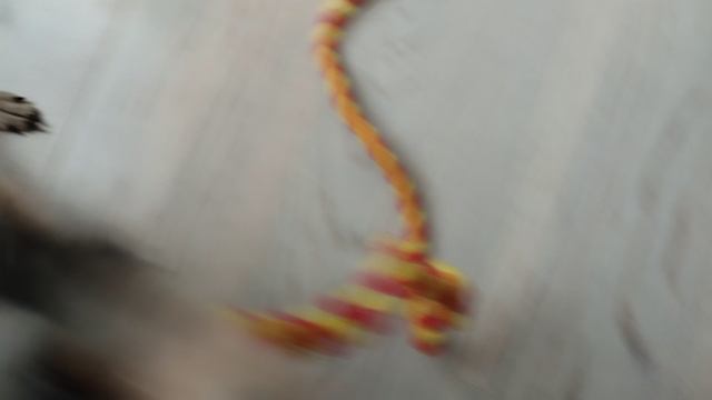 Моя собака и кошка...