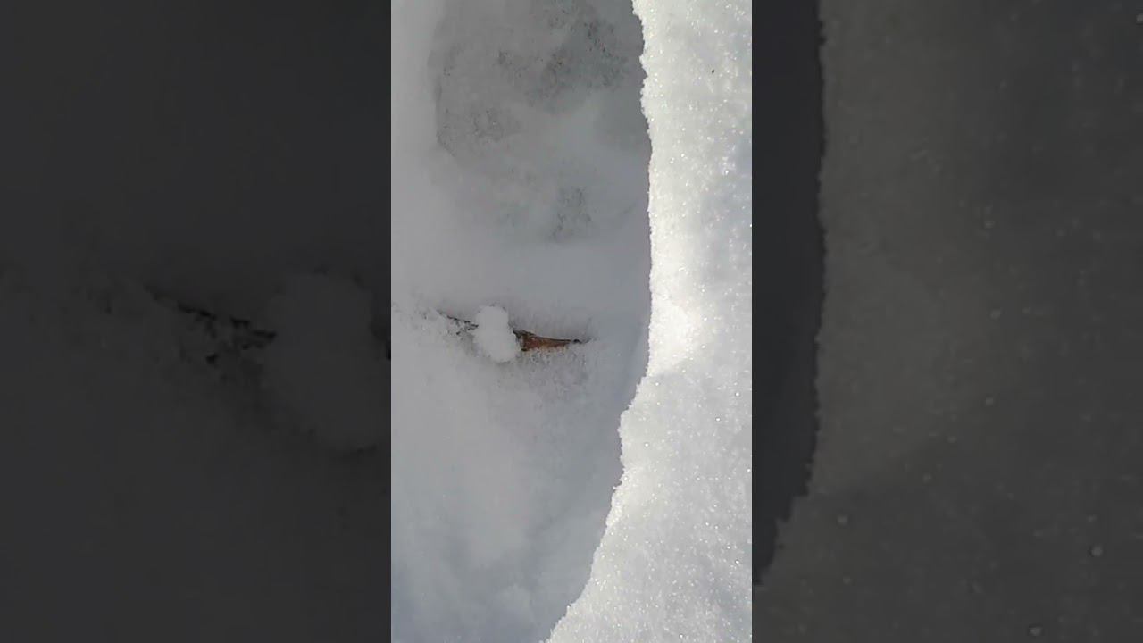 Следы на снегу ❄13 января 2024 г.