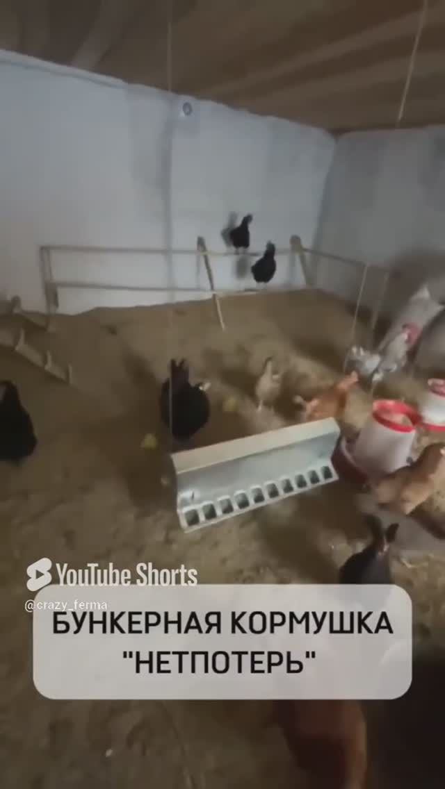 35 яиц за неделю! Бункерные кормушки _Нетпотерь_-курочке вкусно, а вам удобно и экономично! #shorts