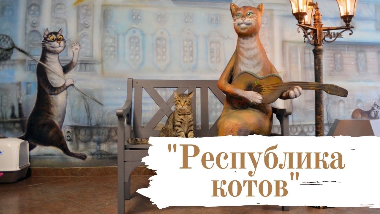 Кафе "Республика котов" в Питере. Обзор и первые впечатления