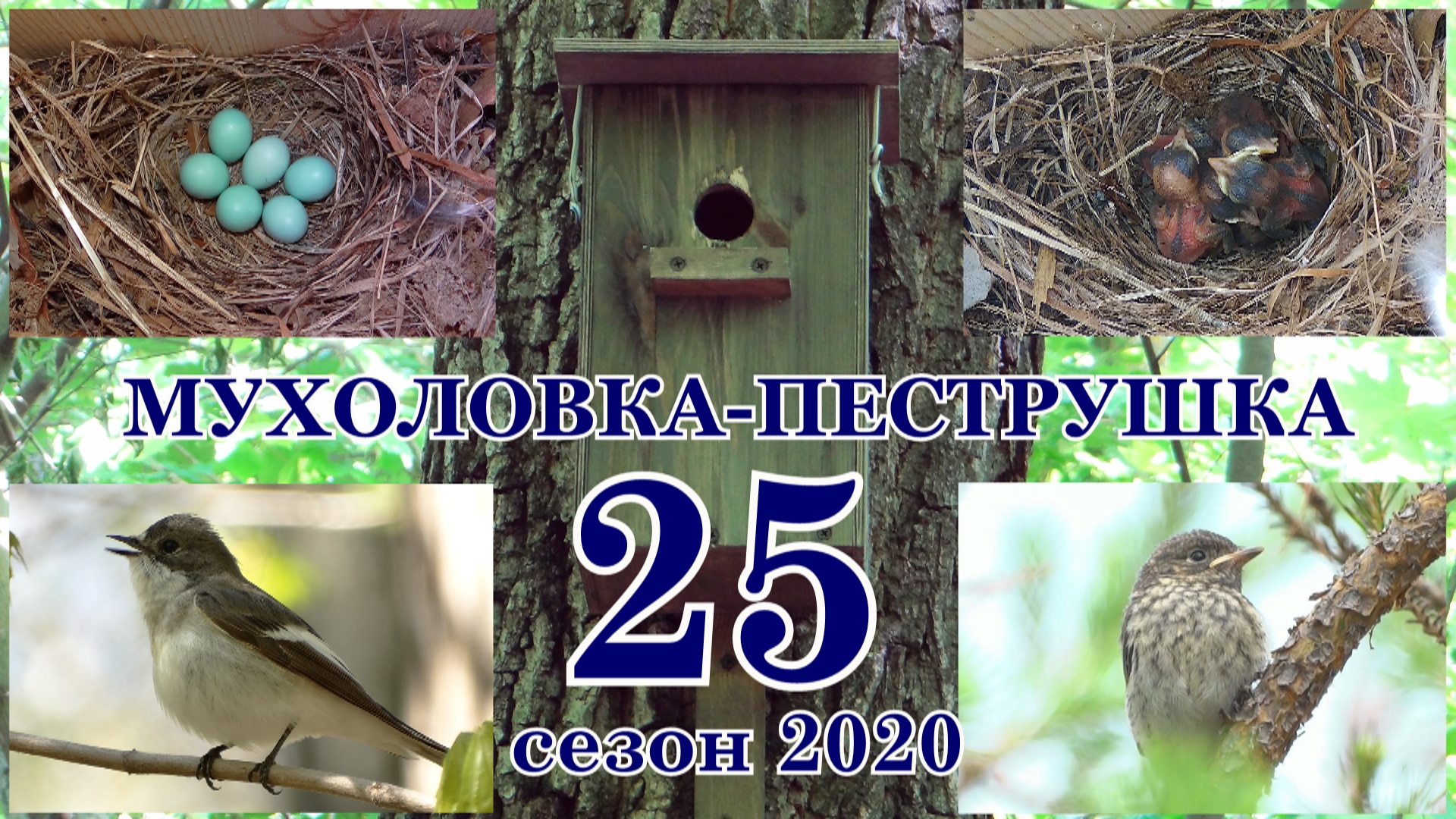 От гнезда до птенца. Хроника событий. Мухоловка-пеструшка. (Ficedula hypoleuca) 25 серия. Сезон 2020