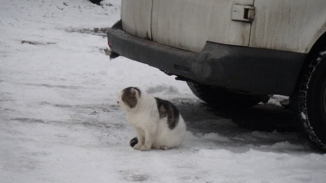 Толстый кот