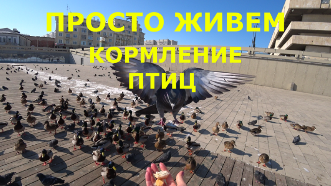 Кормим голубей и уток.  Возле театра Г.Камала