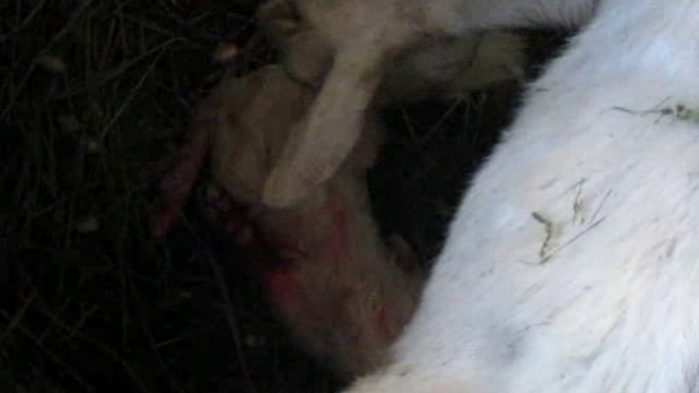 как выглядит козлёнок РОДИВШИЙСЯ МИНУТУ НАЗАД!