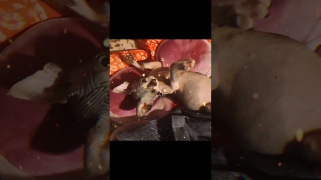 Канадский сфинкс Катя Икс