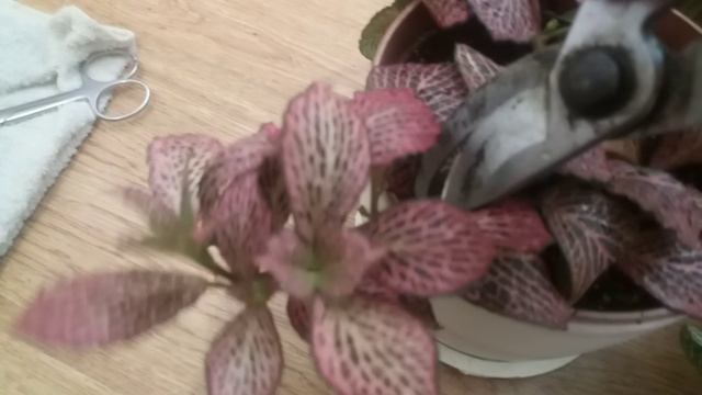 Фиттонии. Омоложение кустов, черенкование (Fittonia. Rejuvenation of bushes, cuttings, reproduction)