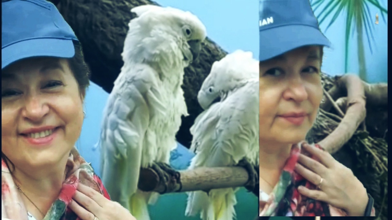 Японские макаки