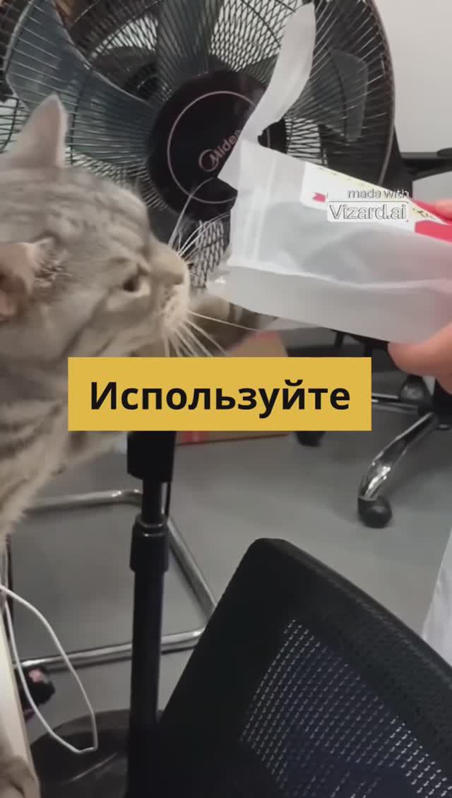 Если 2 котика не дают работать, как быть?..  #какделаваши #чтоядумаюобэтом #чтоязнаюпросебя