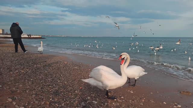 Прекрасная предновогодняя Феодосия. Крым зимой