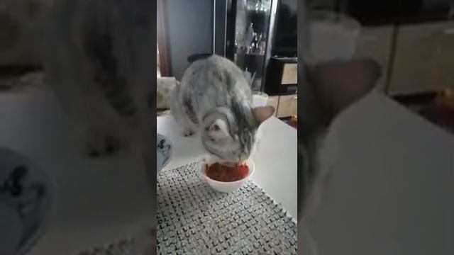 #shorts В начале закушу ,а потом выпью! Шотландская кошечка.mp4